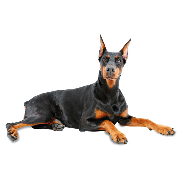 Criadero Pets Medellín – Criadero Pets Medellín