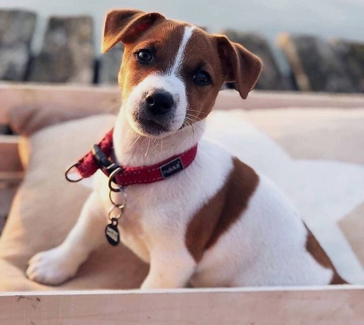 Jack Rusell Terrier - Criadero Pets Medellín