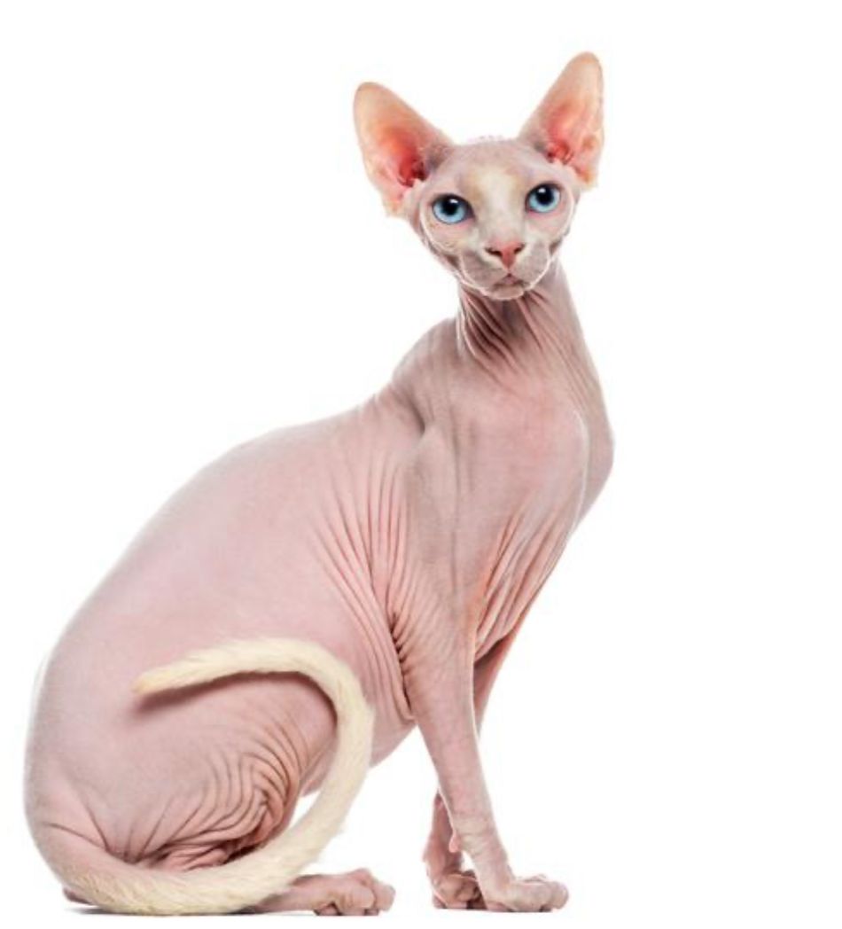 Gatos Esfinge - Criadero Pets Medellín