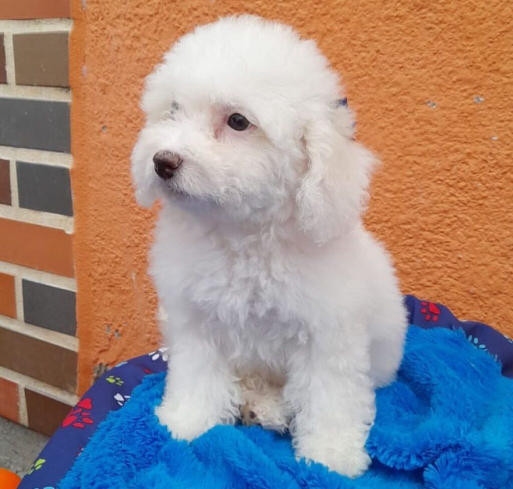 French Poodle mini - Criadero Pets Medellín