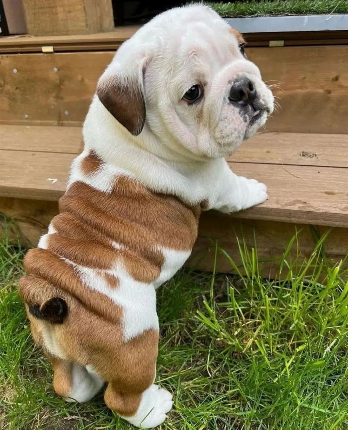 Bulldog Ingles - Criadero Pets Medellín